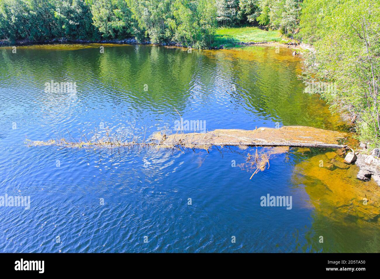 Rotten tree fallen into the water in Norway. Fjords, rivers, forests ...
