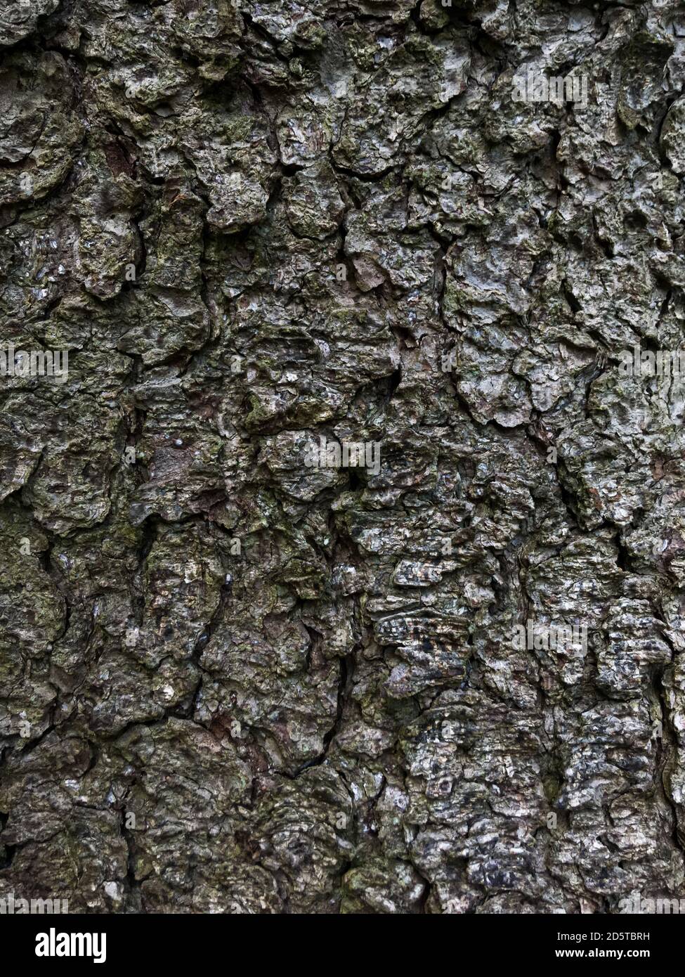 Closeup texture of spruce bark, natural background Stock Photo - Alamy