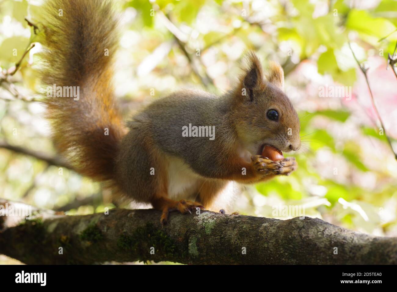 Veverita rosie hi-res stock photography and images - Alamy
