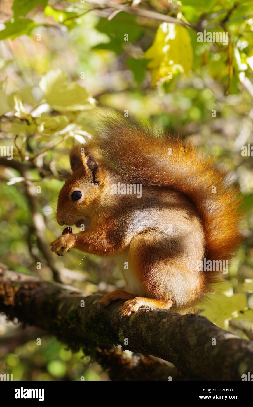 Veverita rosie hi-res stock photography and images - Alamy