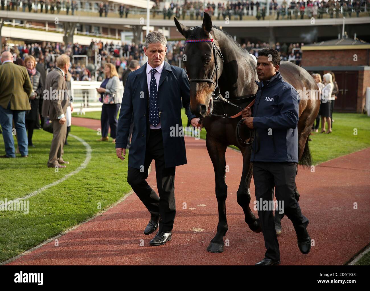 Equine superstars Sprinter Sacre being walk around in the paddock ...