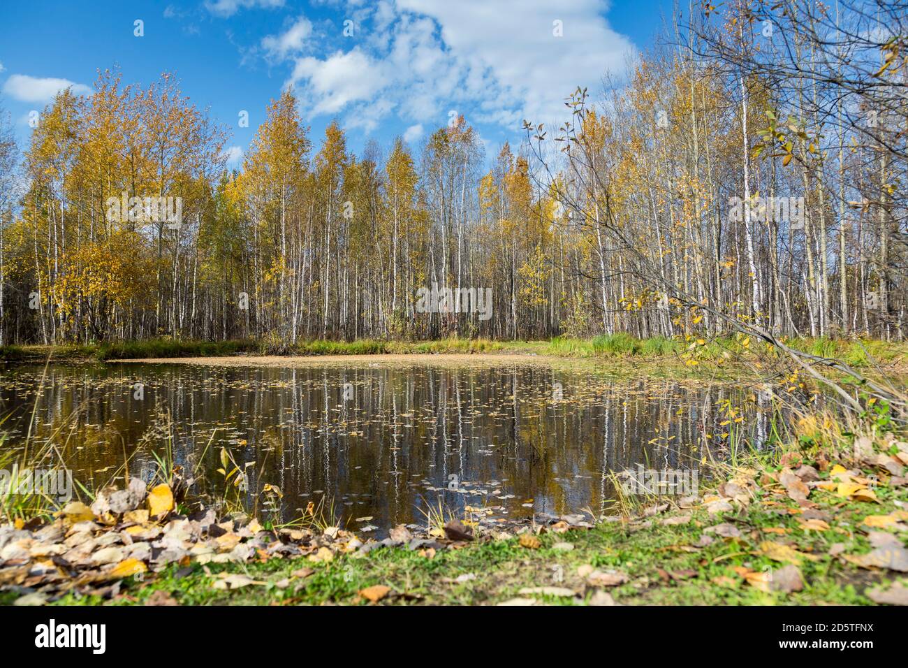 September landscape near the forest lake in the autumn day Stock Photo ...