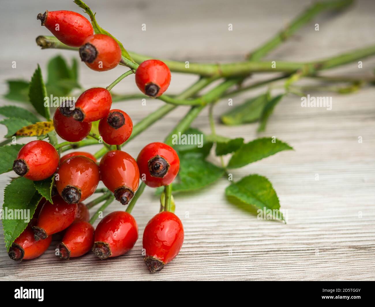 Rosehip on wood texture template Stock Photo - Alamy