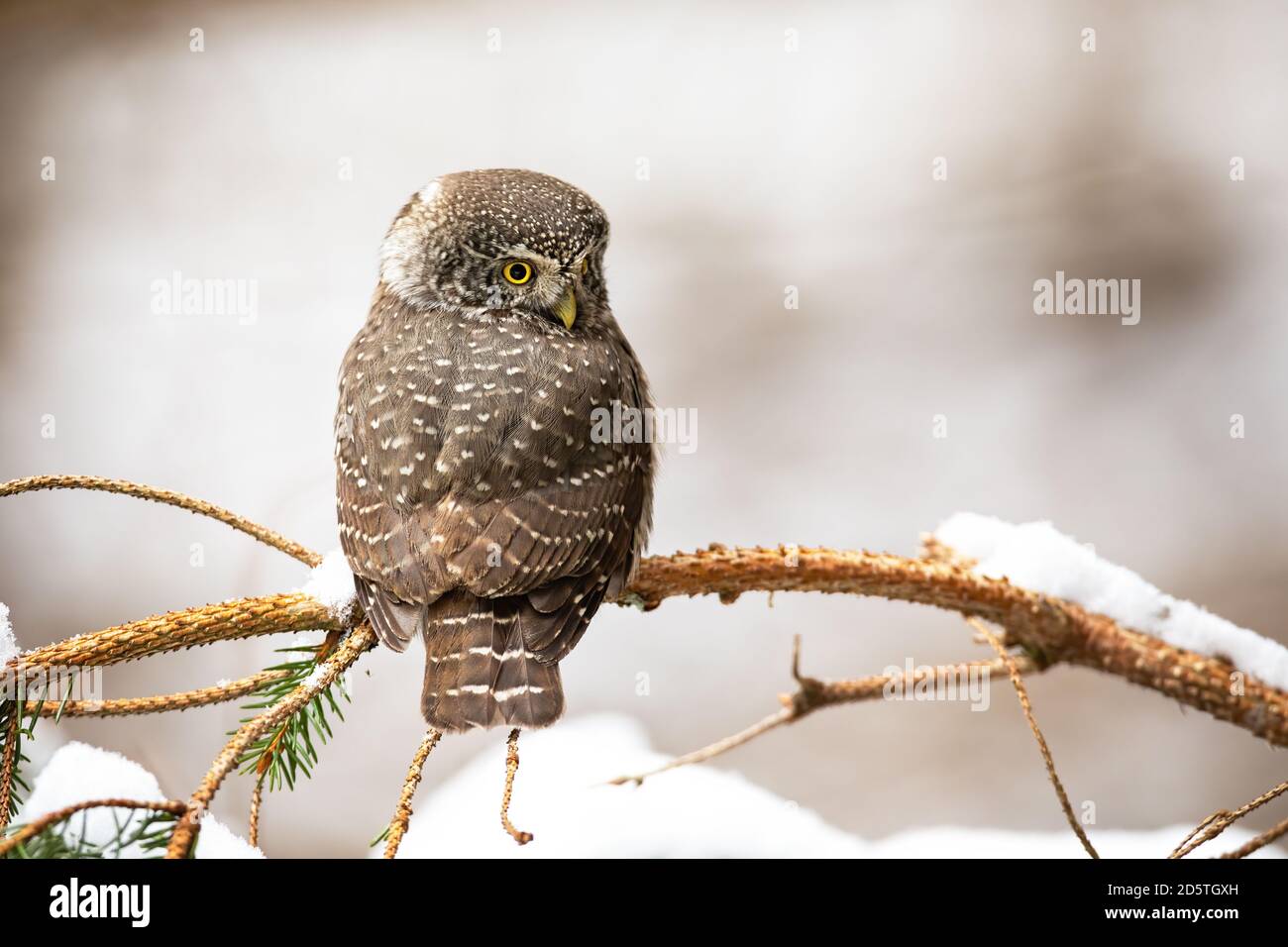 Eurasian pygmy owl watching hi-res stock photography and images - Alamy