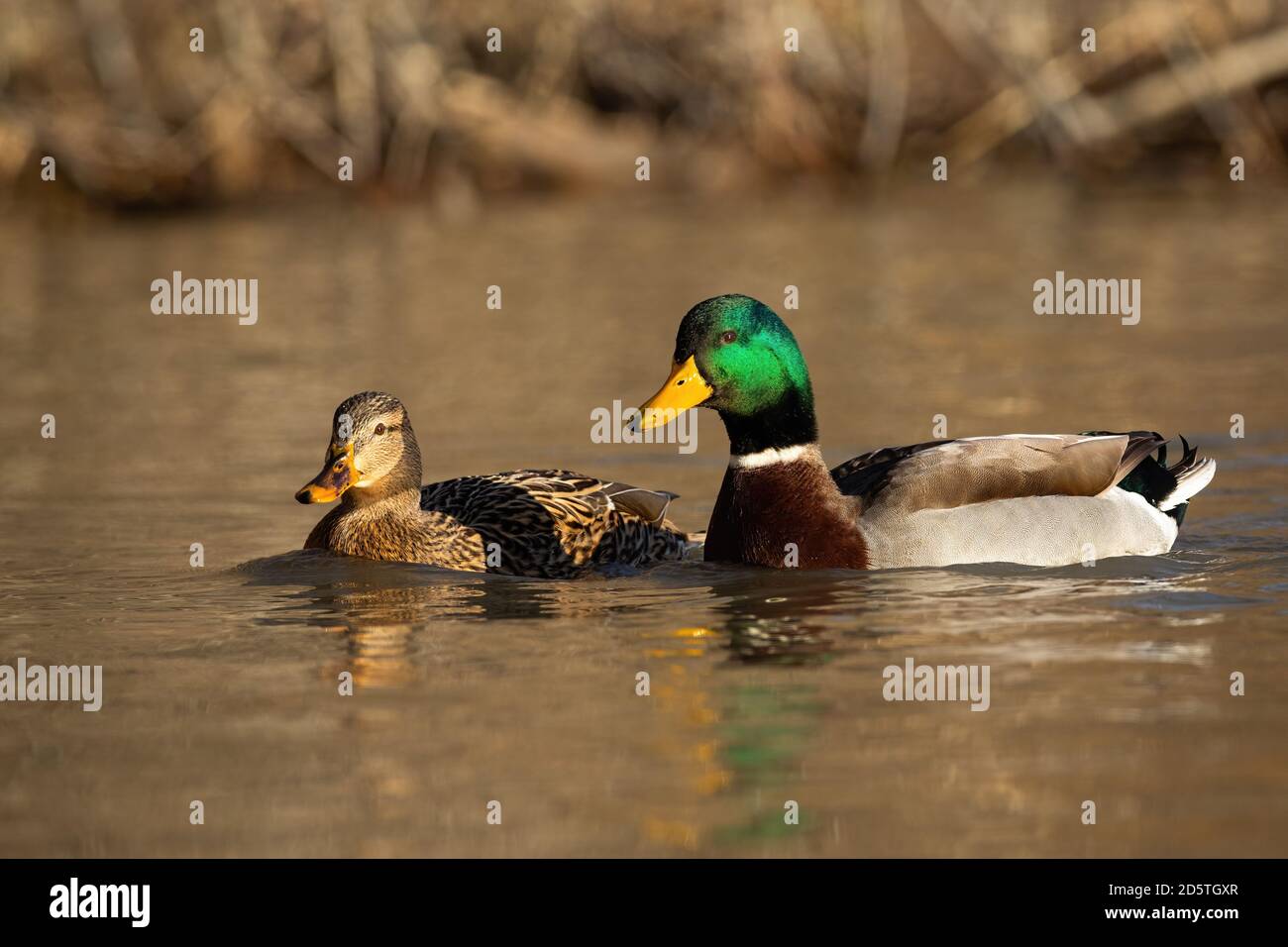 Two male mallards hi-res stock photography and images - Alamy