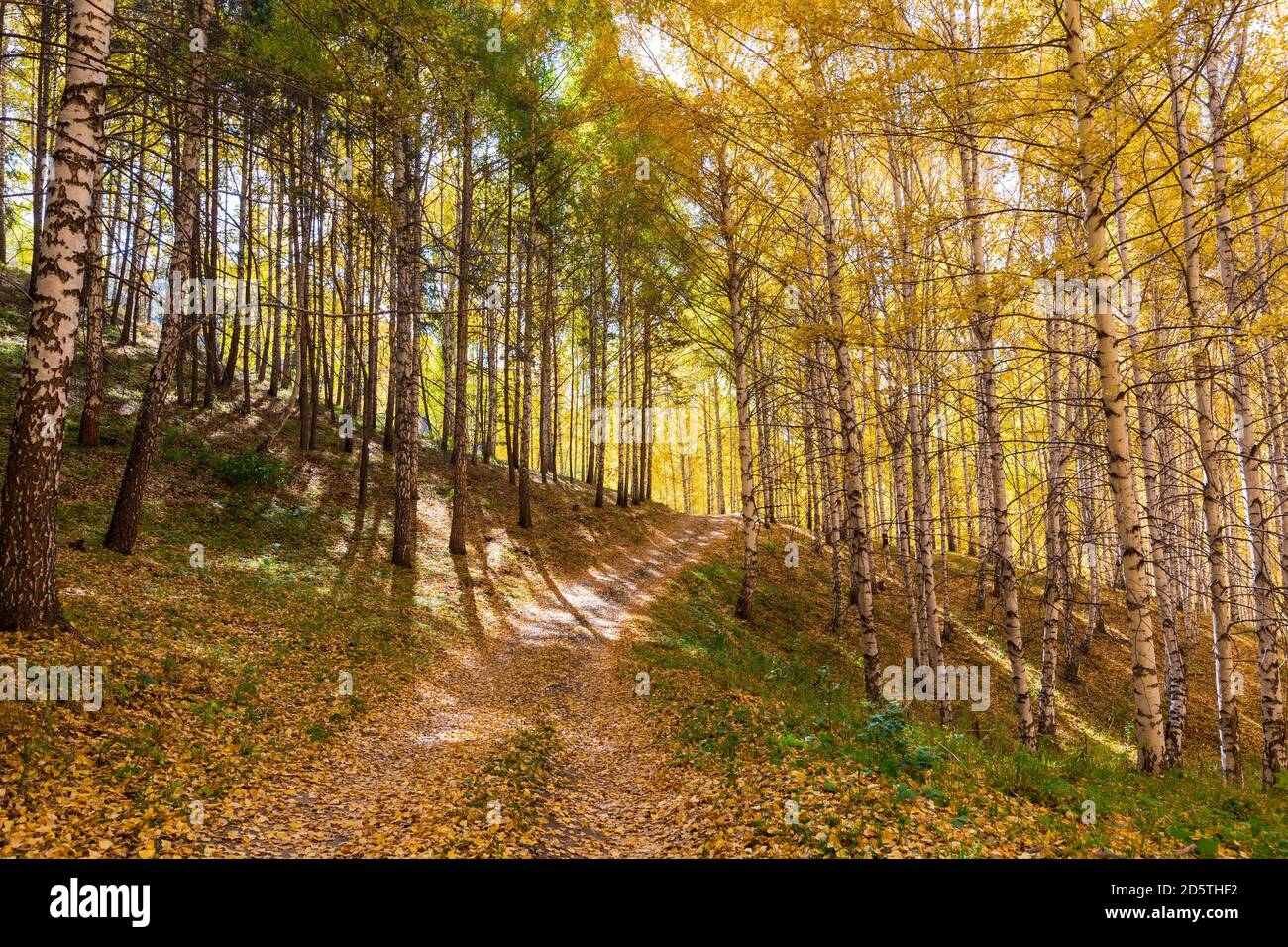 Autumn landscape. Beautiful birch trees. Walk in the birch forest ...