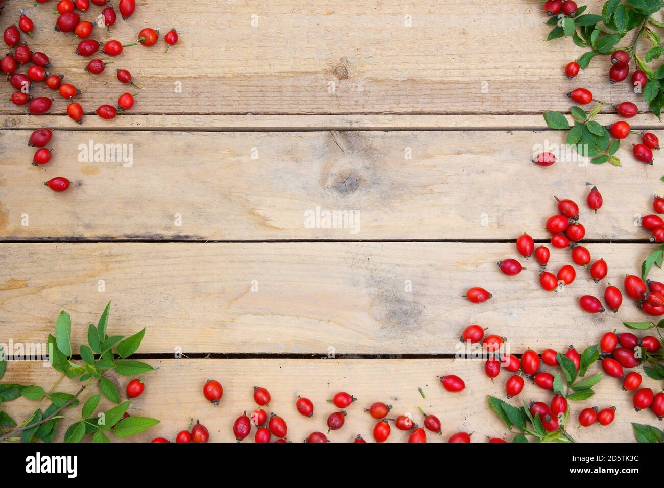 Rose hip, rosa canina, on the wooden table with copy space in the ...