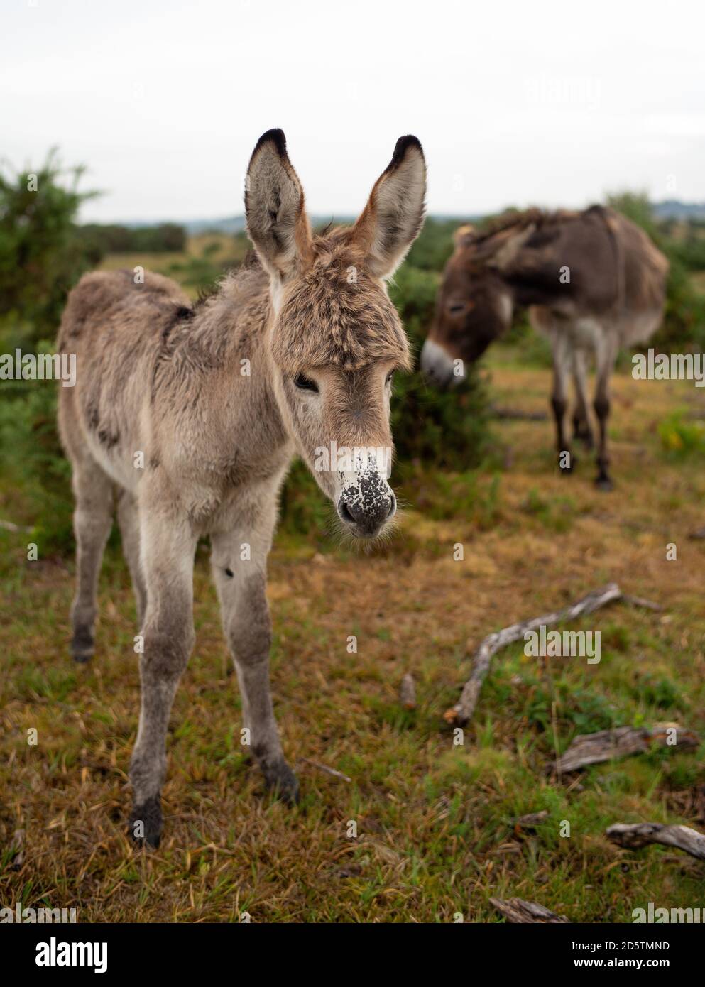 Baby donkey hi-res stock photography and images - Alamy