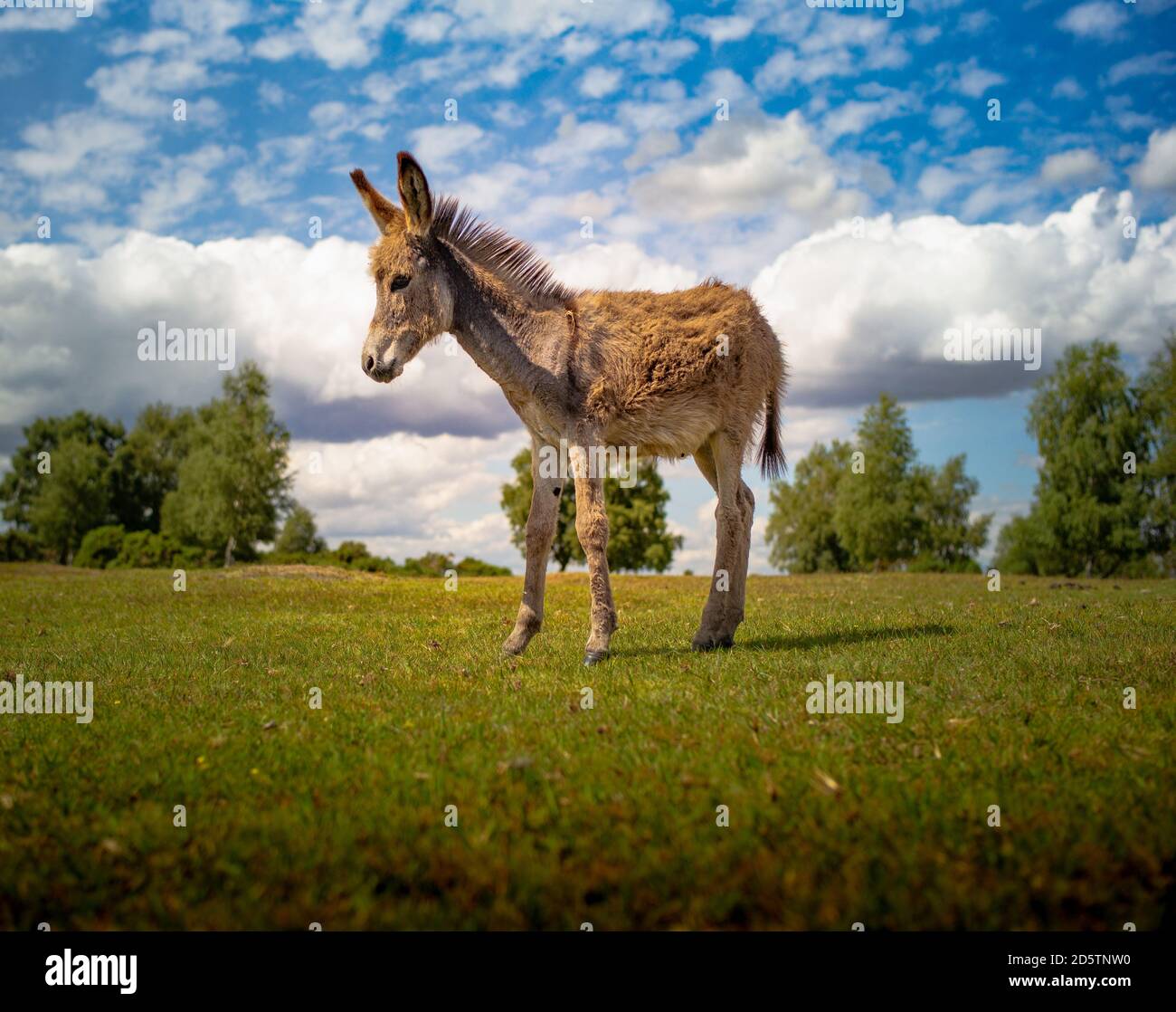 New forest donkey hi-res stock photography and images - Alamy
