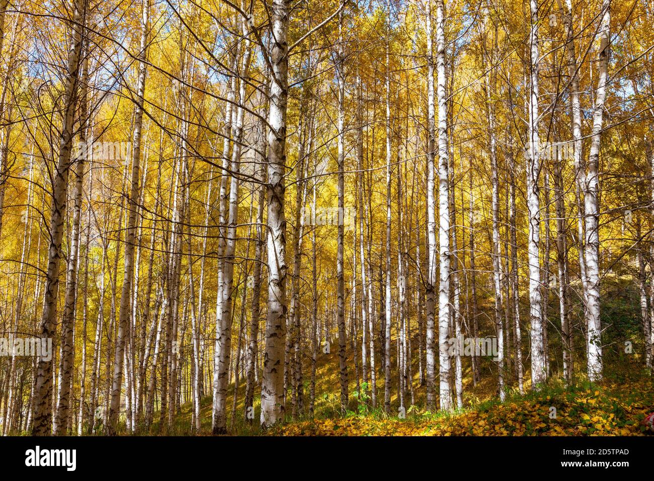 Autumn landscape. Beautiful birch trees. Walk in the birch forest ...