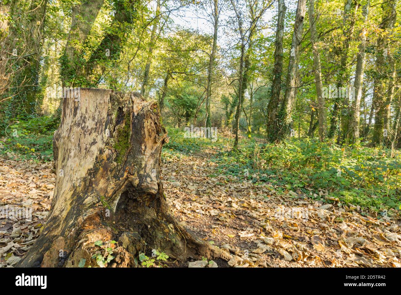 Tree stump on a path in mixed woodland in Wales Stock Photo - Alamy
