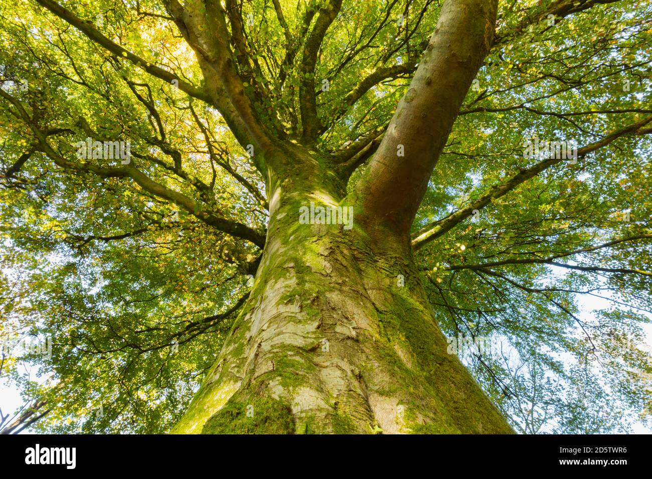 Overhead canopy of a mature beech tree in Autumn Stock Photo - Alamy