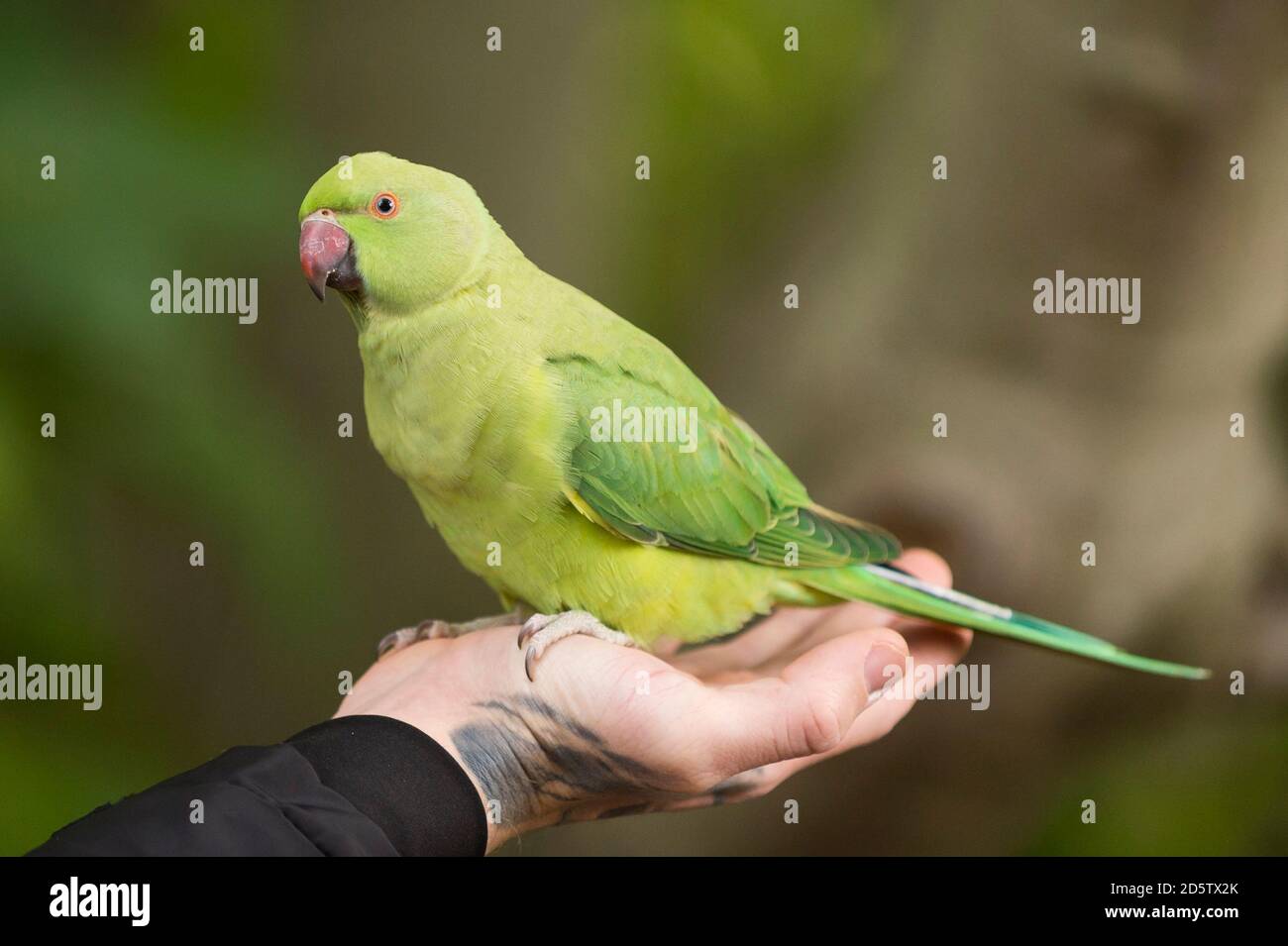 Hand feeding parakeet hi-res stock photography and images - Alamy
