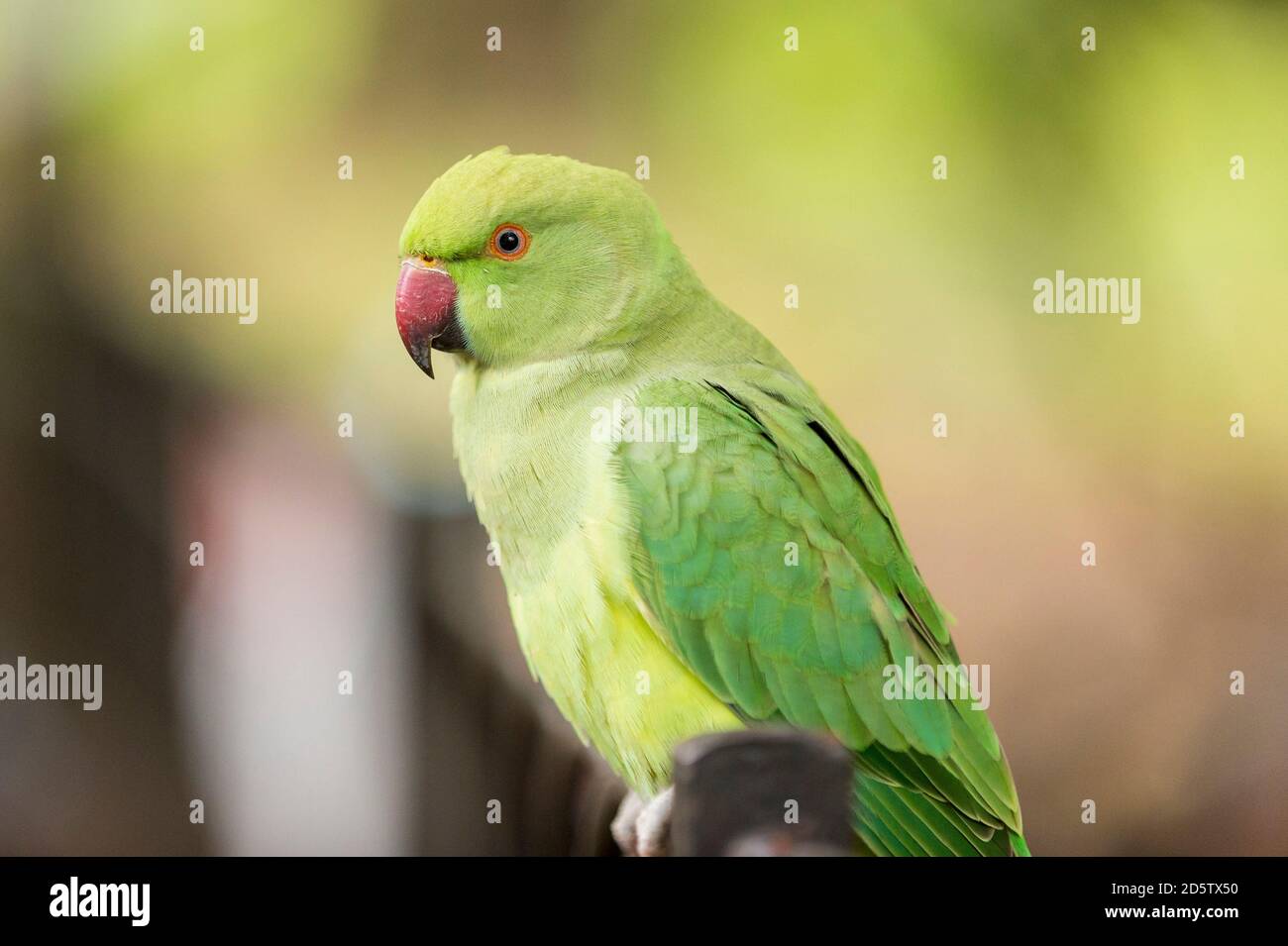 London, UK. 14 October 2020. UK Weather: A feral ring-necked parakeet ...