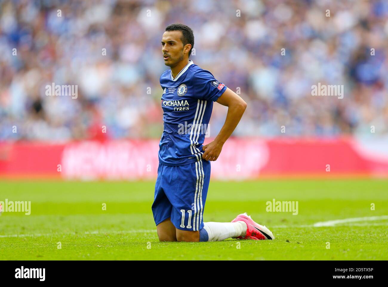 English pedro of chelsea hi-res stock photography and images - Alamy