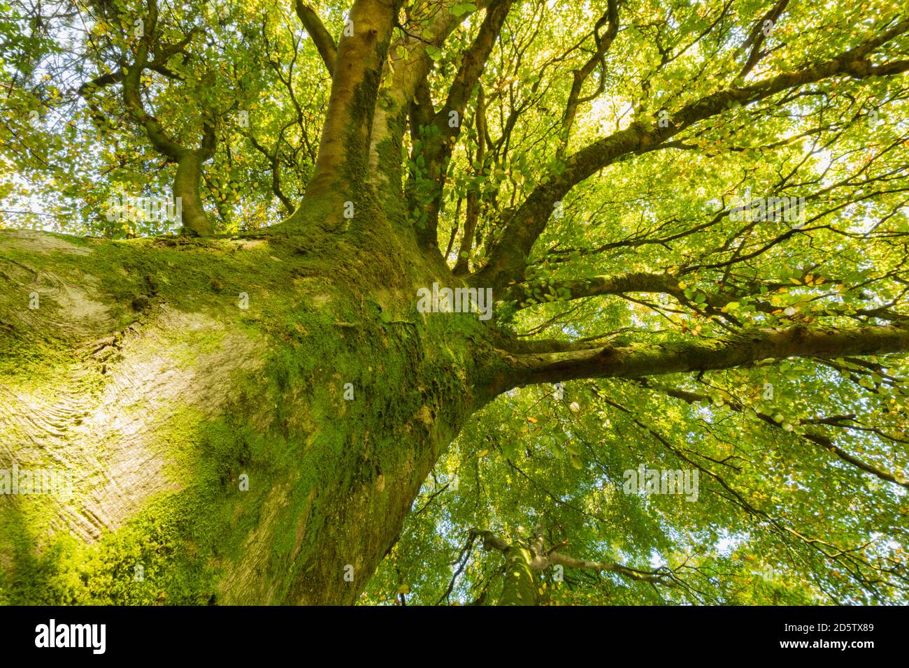 Overhead canopy of a mature beech tree in Autumn Stock Photo - Alamy