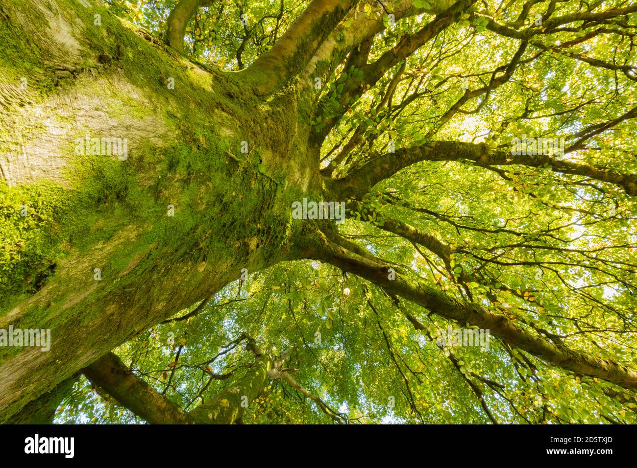 Overhead canopy of a mature beech tree in Autumn Stock Photo - Alamy
