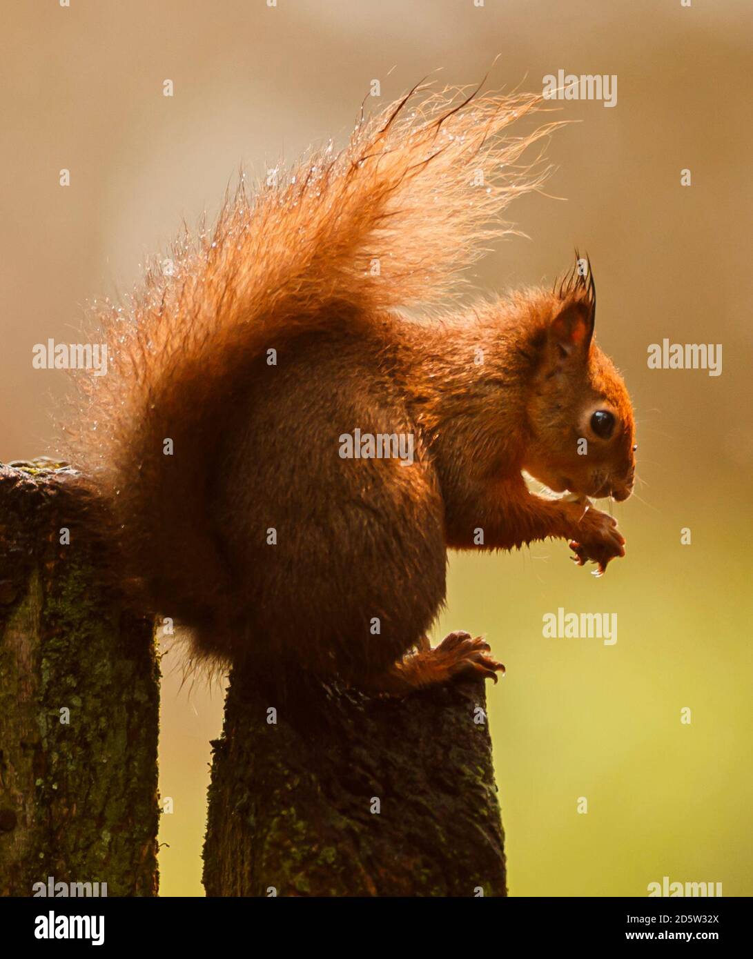 A red squirrel forages for food ahead of winter in the Widdale Red ...