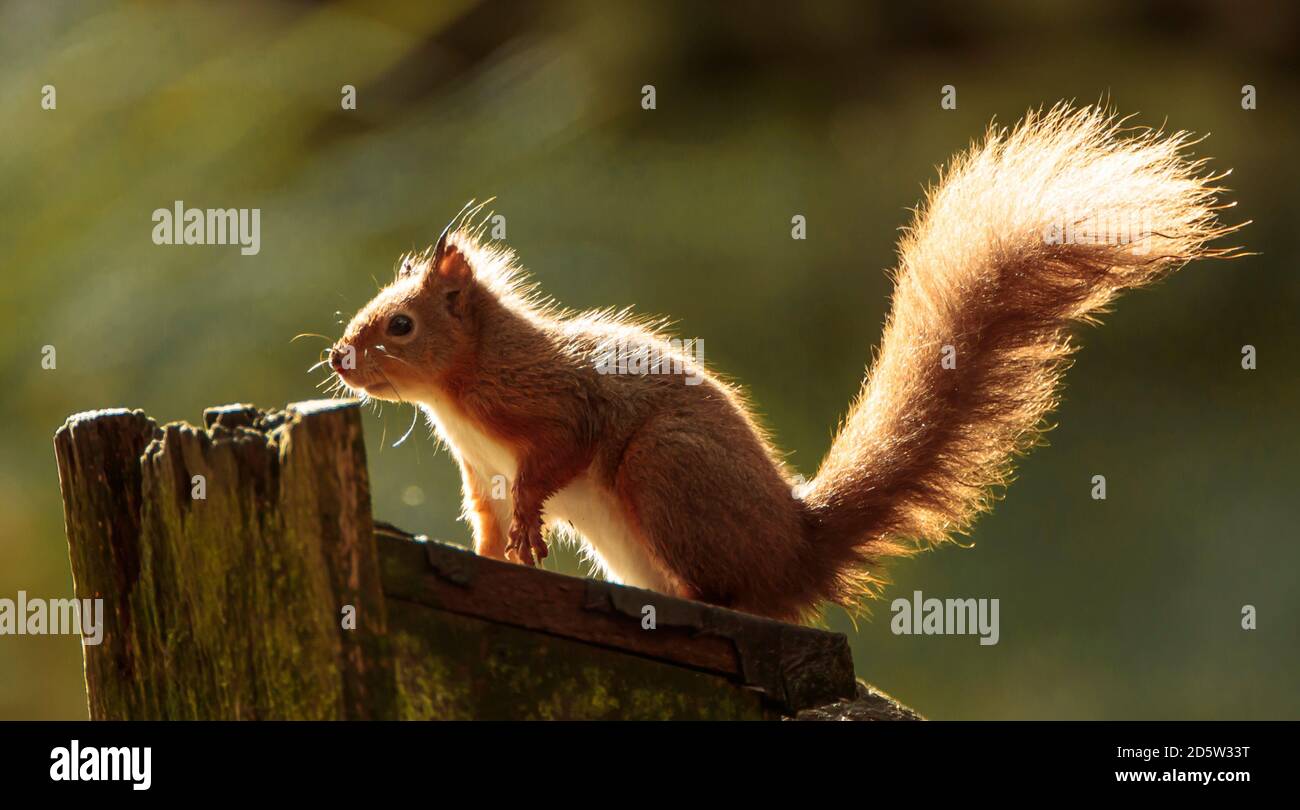 A red squirrel forages for food ahead of winter in the Widdale Red ...