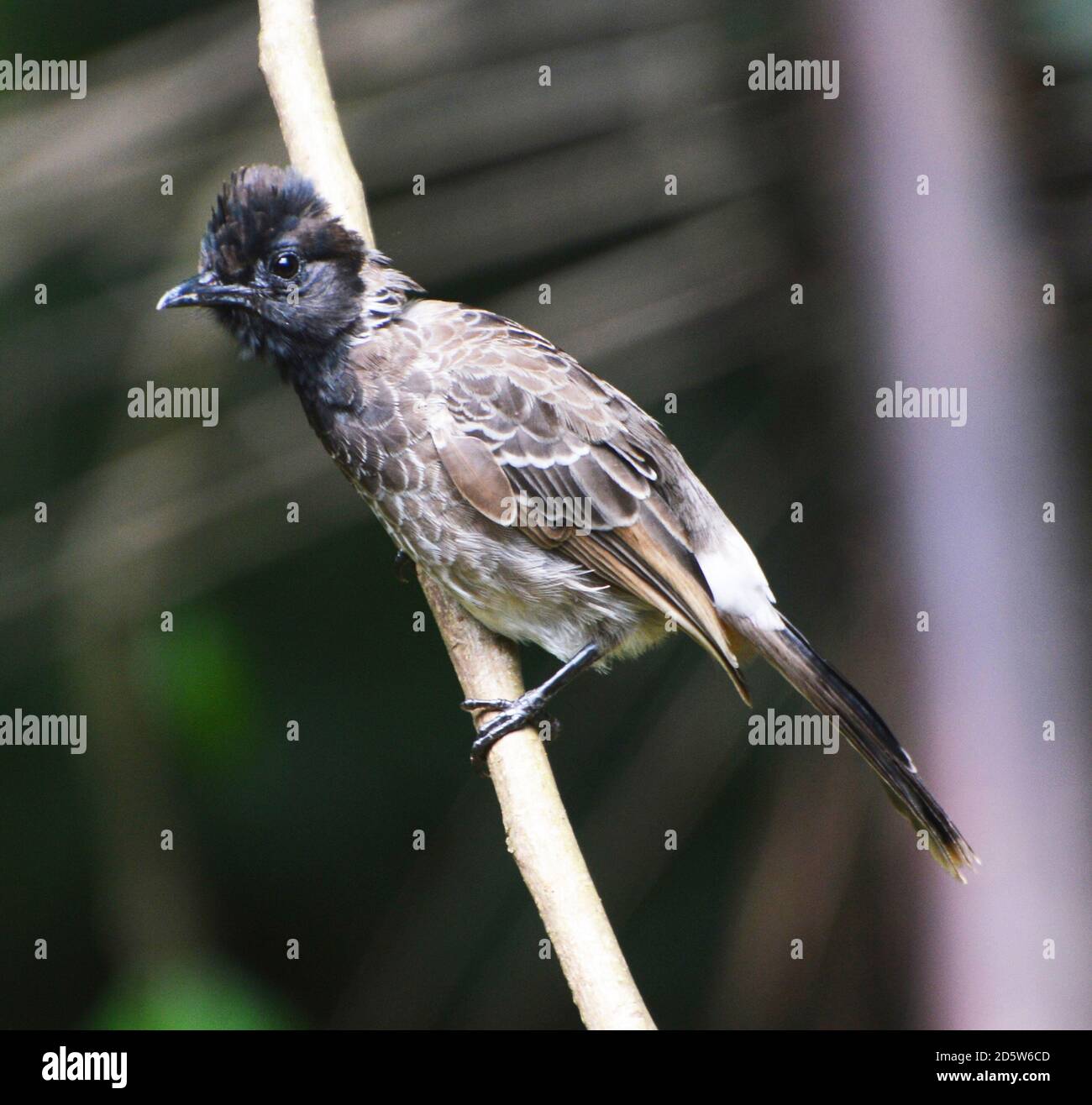 Bulbul, medium sized passerine song bird Stock Photo - Alamy