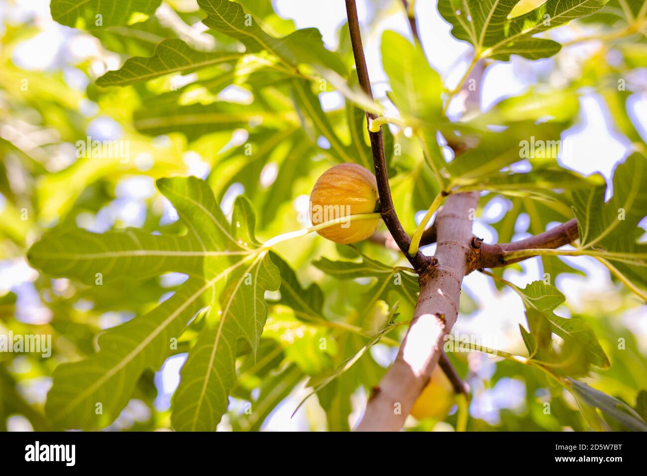 Fig tree with green leaves and soft background Stock Photo - Alamy