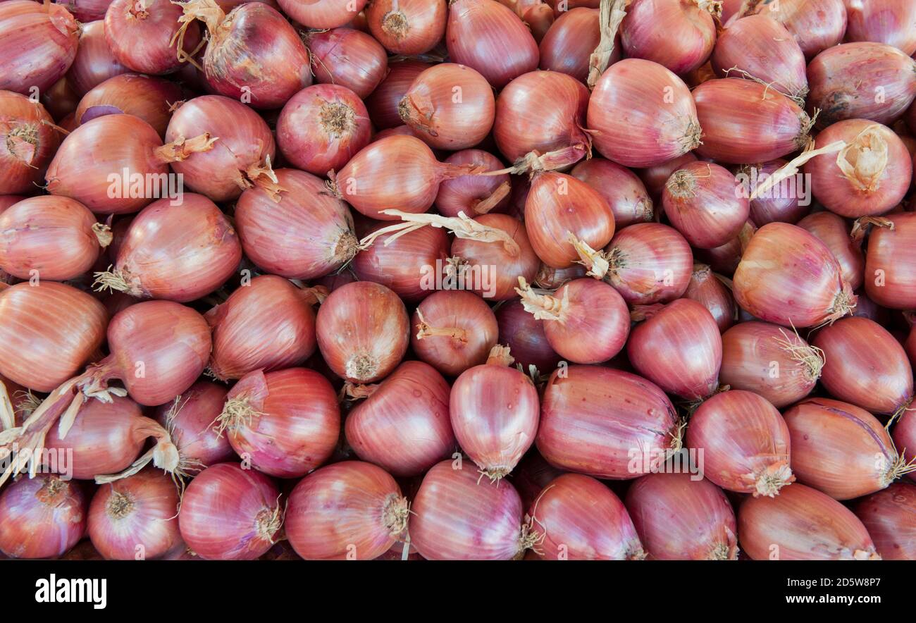 Many red onions hi-res stock photography and images - Alamy