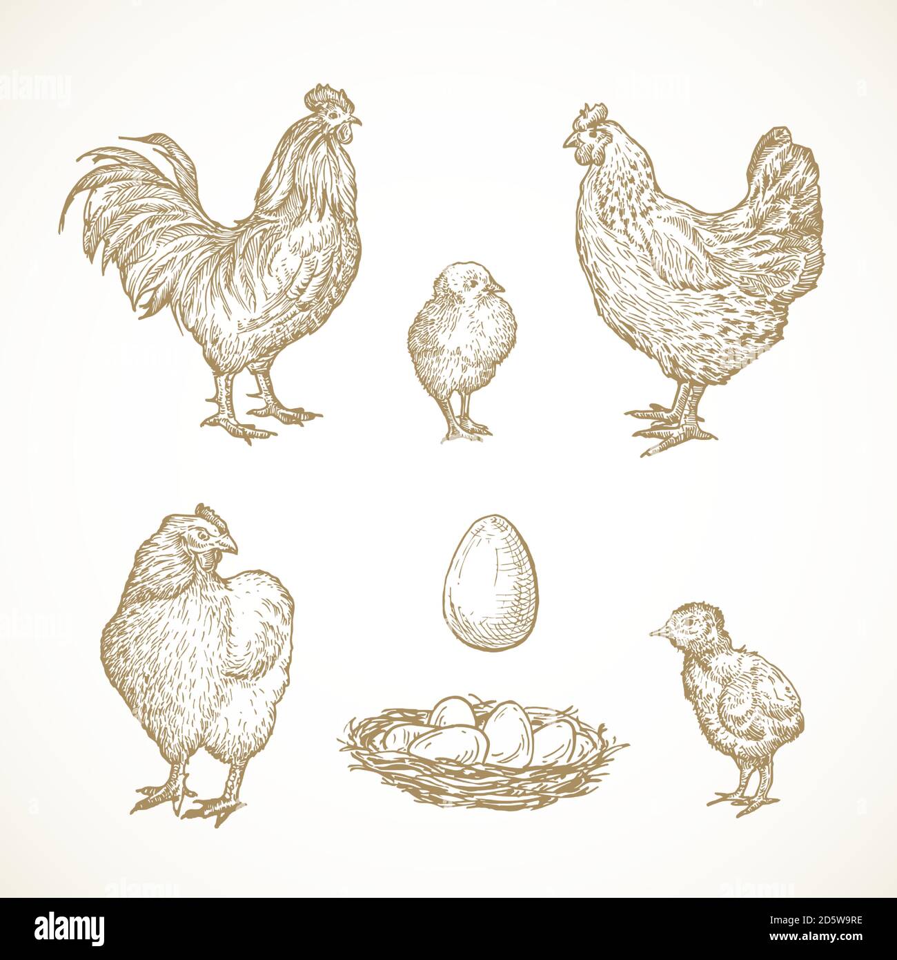 Vector Poultry Birds Sketches Set. Hand Drawn Illustrations of Rooster ...