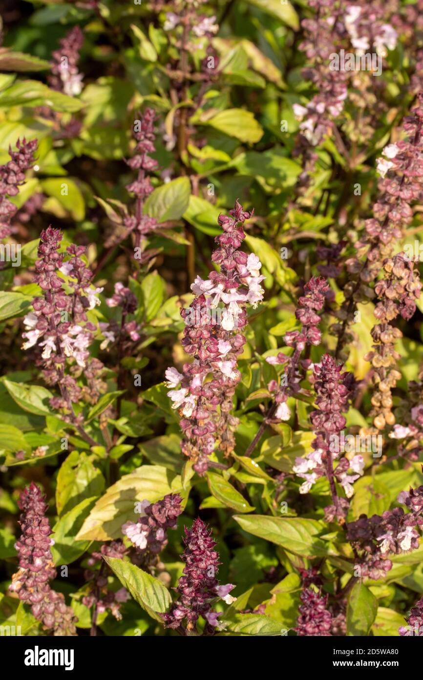 Basil 'Cinnamon Dark Red' garden herb Stock Photo - Alamy
