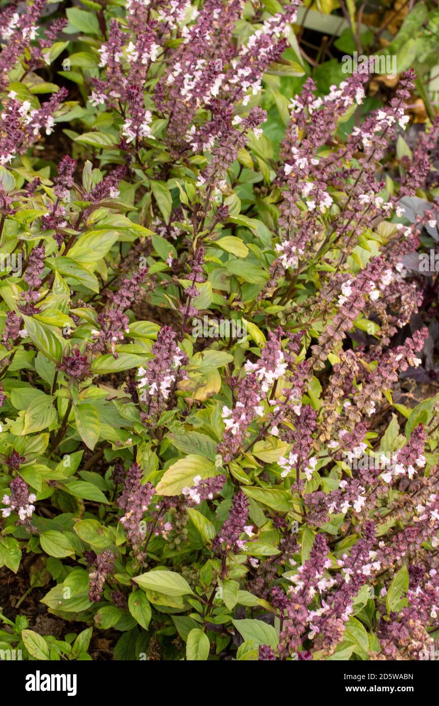 Basil 'Cinnamon Dark Red' culinary herb Stock Photo - Alamy