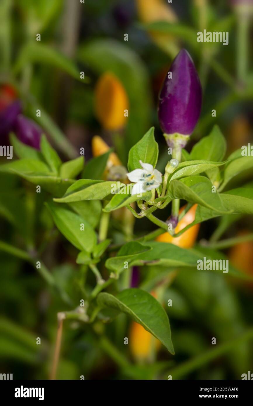 Chilli 'Numex Twlight' fruit and flower on a growing bush, natural ...