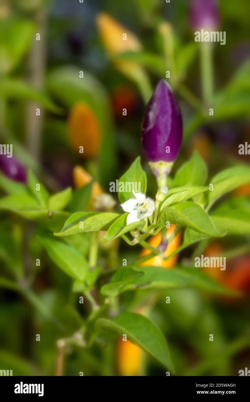 Chilli 'Numex Twlight' fruit and flower on a growing bush, natural ...