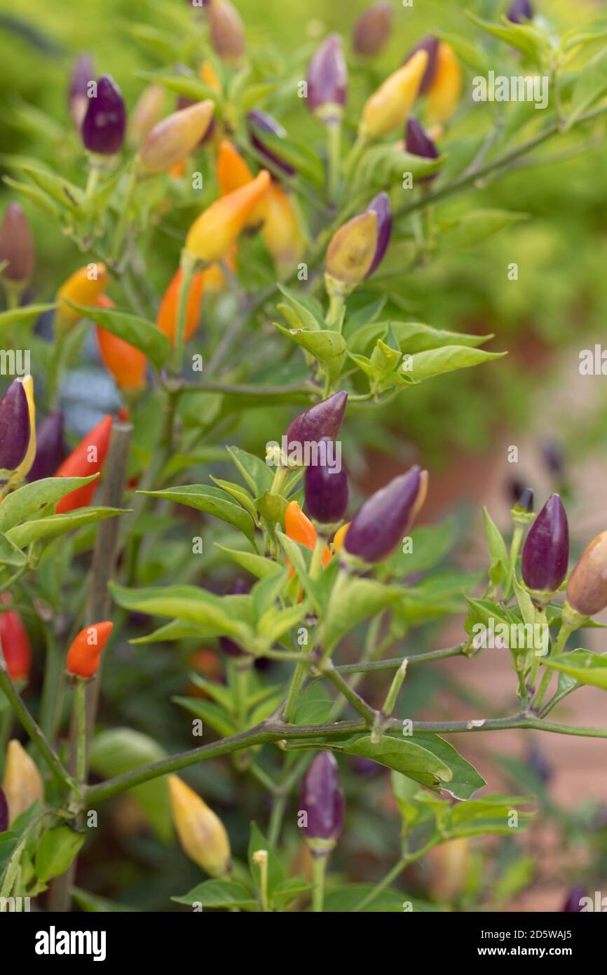Chilli 'Numex Twlight' fruit and flower on a growing bush, natural ...