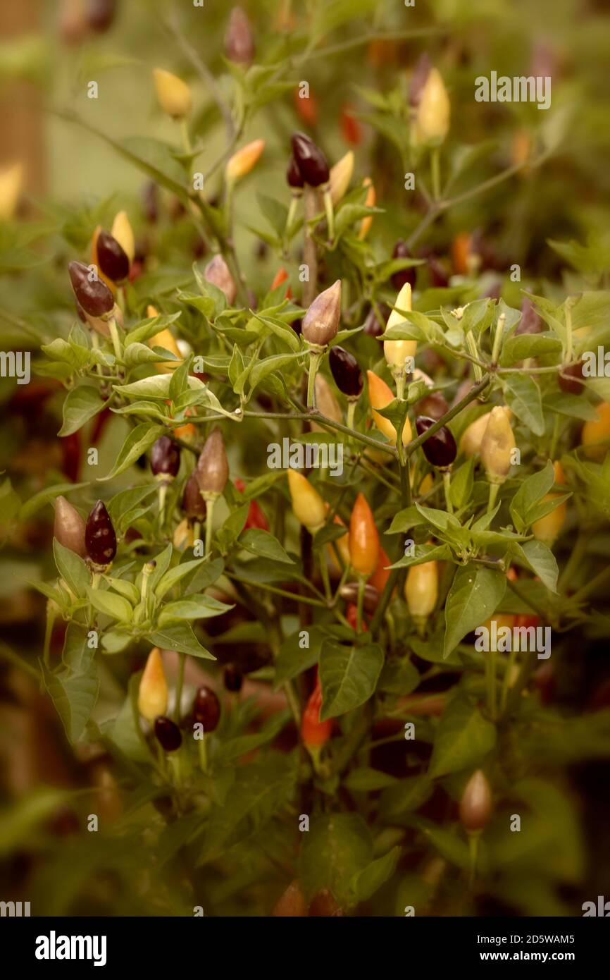 Chilli 'Numex Twlight' fruit and flower on a growing bush, natural ...
