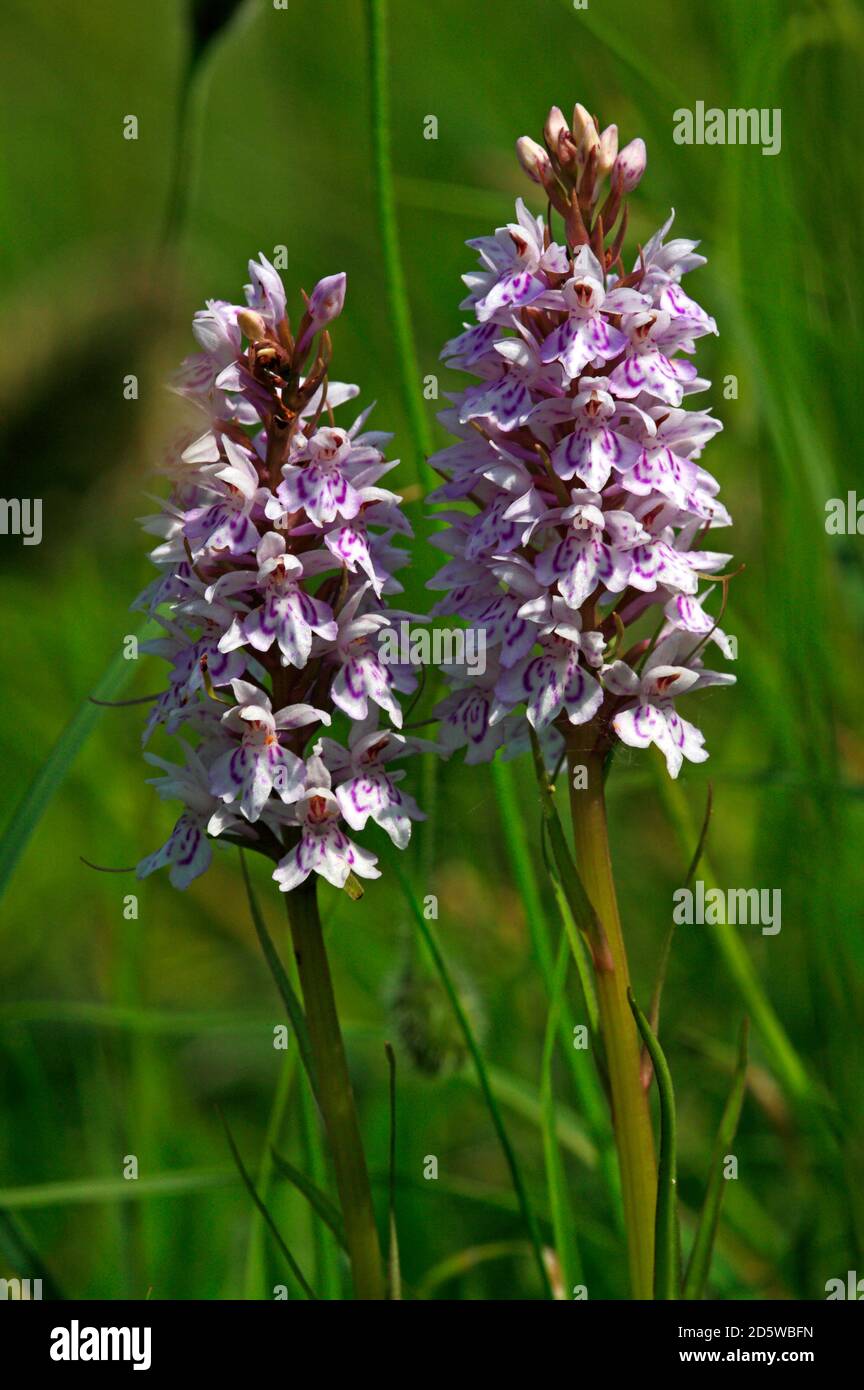 Flower spikes of a pair of Common Spotted Orchid, Dactylorhiza fuchii ...