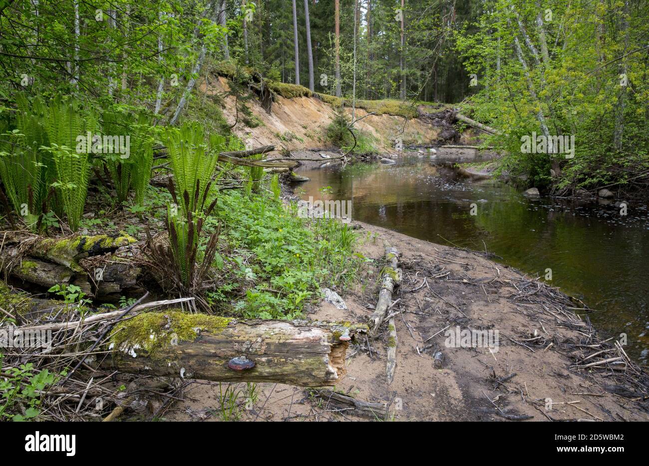 View along the forest river with sand banks and emerging spring ...