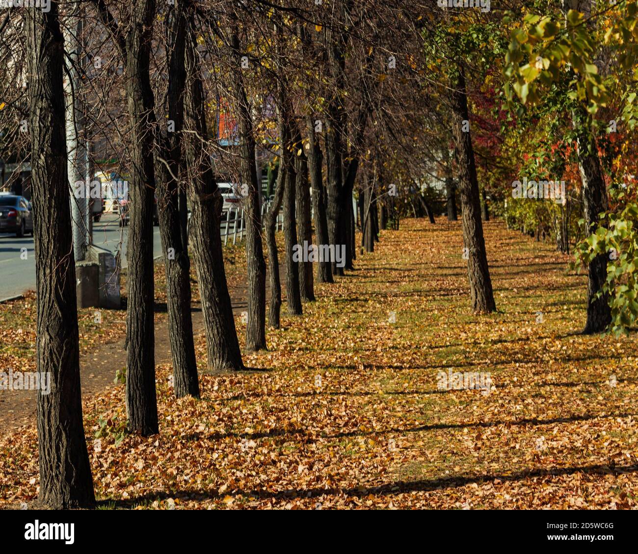 Park with trees and fallen autumn foliage on the ground Stock Photo - Alamy