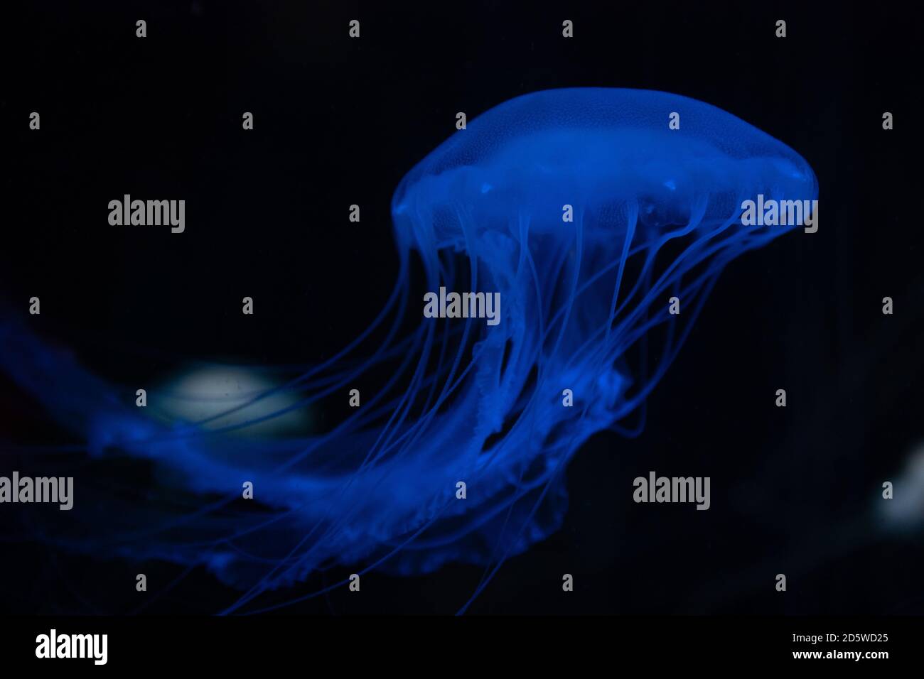 Jellyfish captured in UV light, floating through the darkness Stock ...