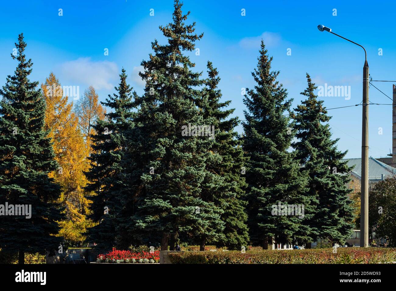 Trees with different colors hi-res stock photography and images - Alamy