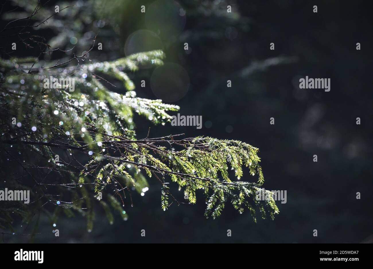 Spruce stems hi-res stock photography and images - Alamy
