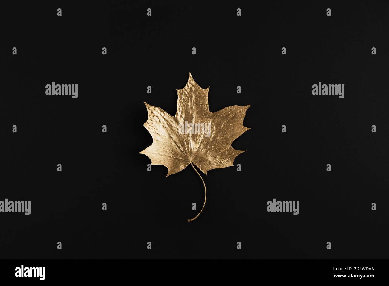 Shiny Golden maple leaf on black background. Flat lay, top view ...
