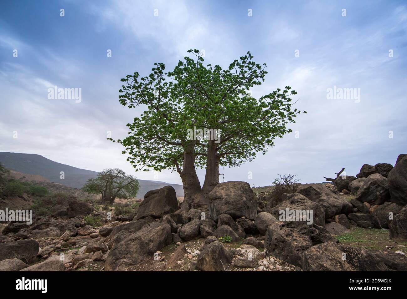 Young Baobab trees in Salalah, Oman Stock Photo - Alamy