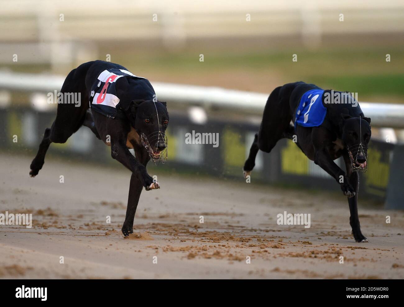 Master Kelly (left) wins the William Hill Stayers (Duplicated) at ...