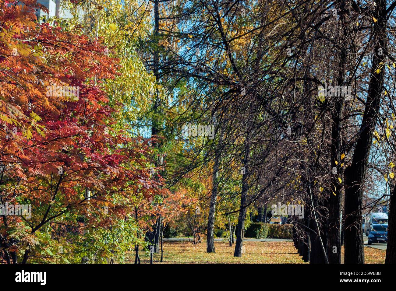 Park with trees and fallen autumn foliage on the ground Stock Photo - Alamy