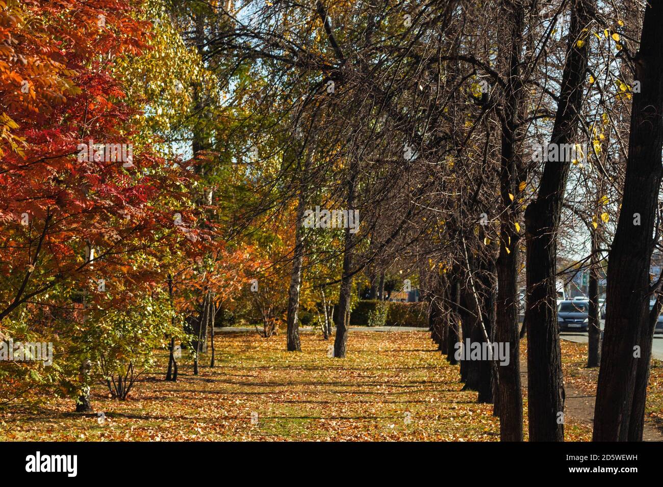 Park with trees and fallen autumn foliage on the ground Stock Photo - Alamy