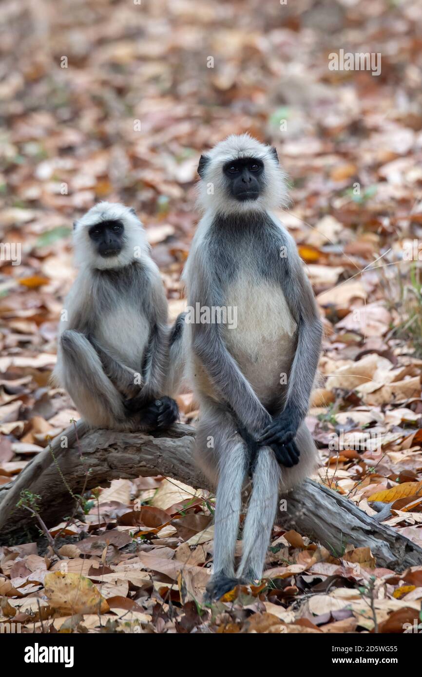 Gray langur (Semnopithecus) adopt almost human-like poses in the wooded ...