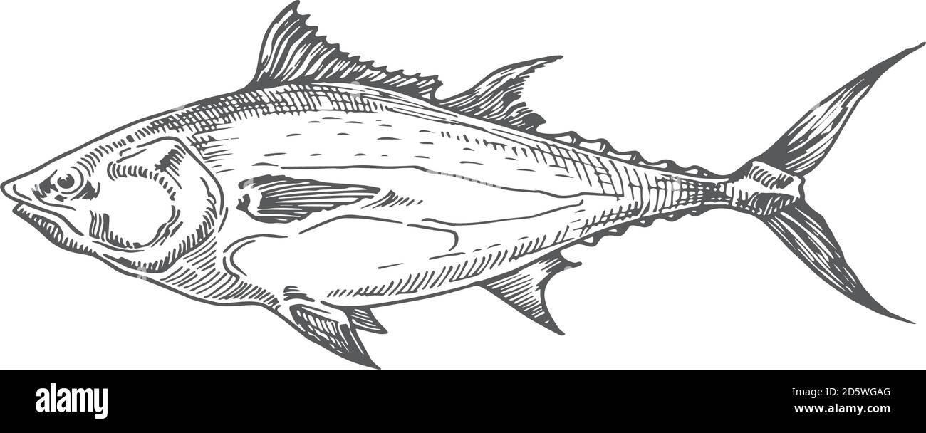 Tuna Hand Drawn Doodle Vector Illustration. Abstract Fish Sketch ...