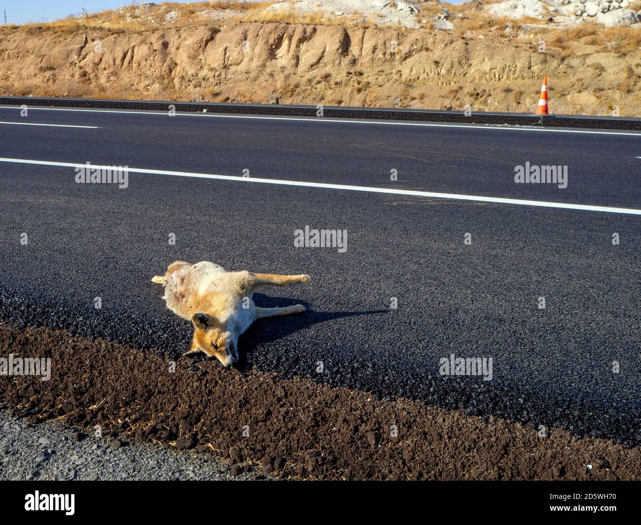 The fox who died as a result of a car crash, the fox who died on the ...