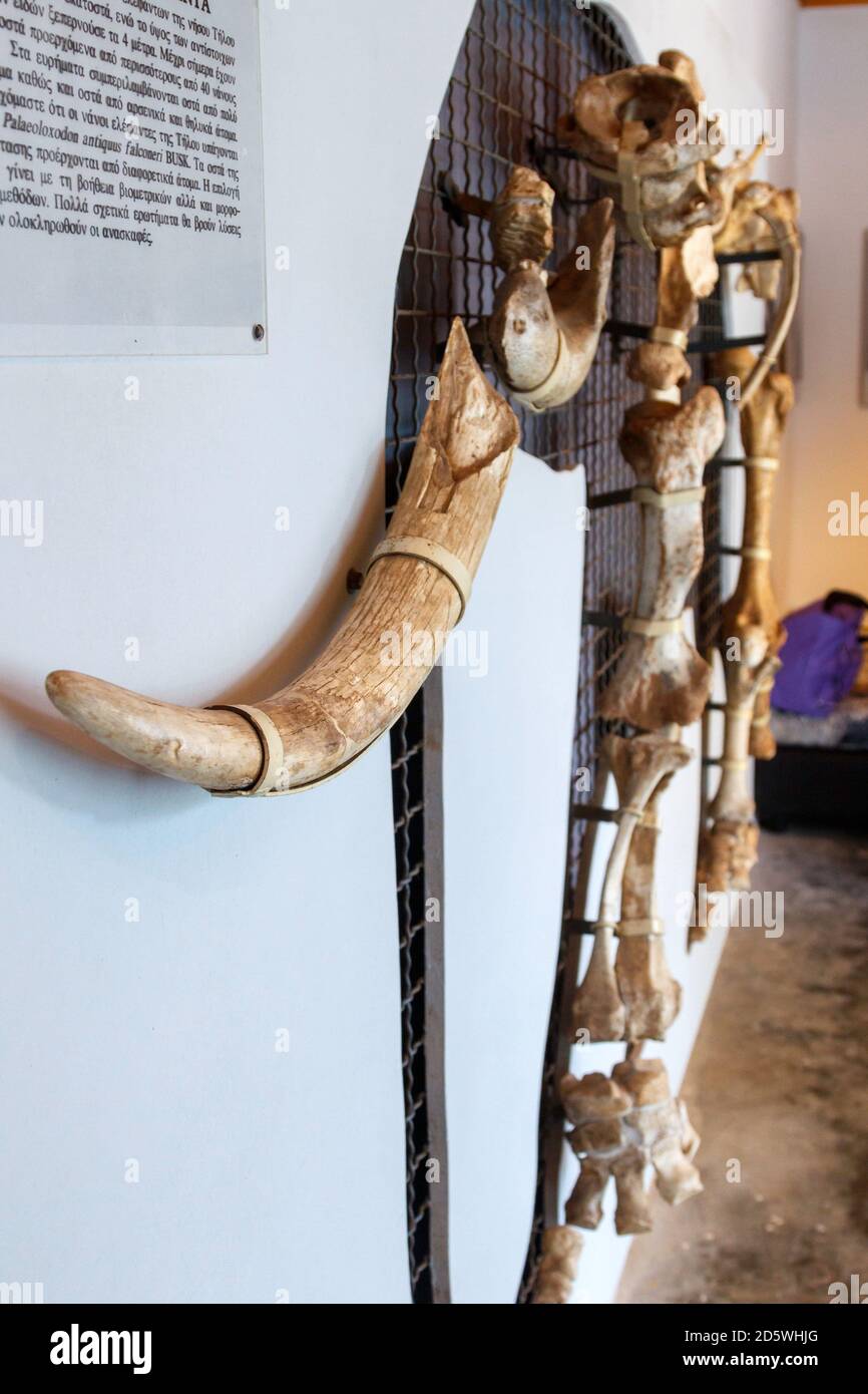 Elephas falconeri hi-res stock photography and images - Alamy