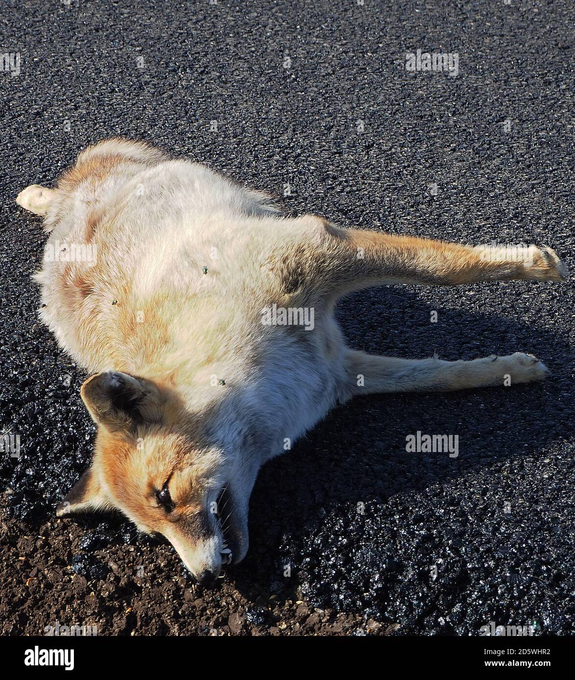 preventing animal slaughter, protecting animals, the fox killed by ...