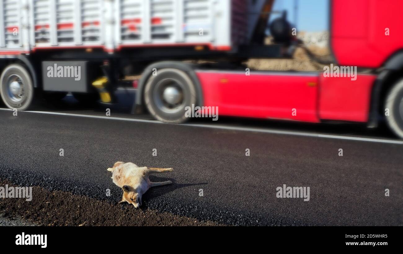 The fox who died as a result of a car crash, the fox who died on the ...